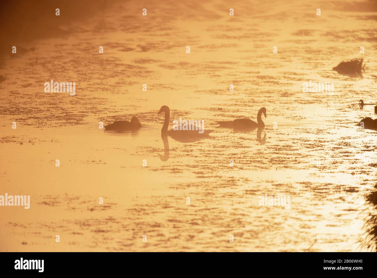 Three swans in misty river at sunrise Stock Photo - Alamy