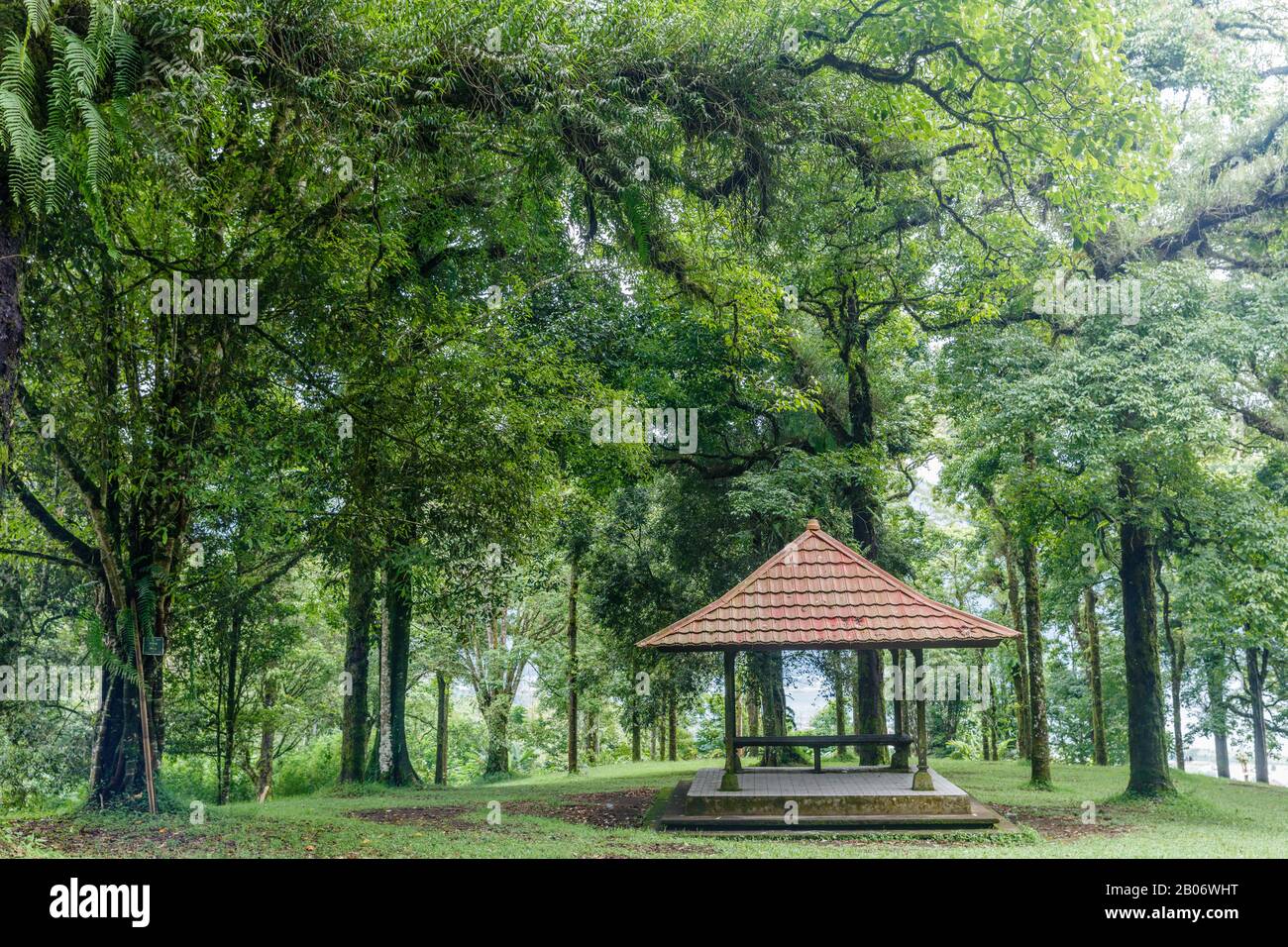 Trees at Kebun Raya Bali - Bali Botanical Garden in Bedugul, Tabanan ...