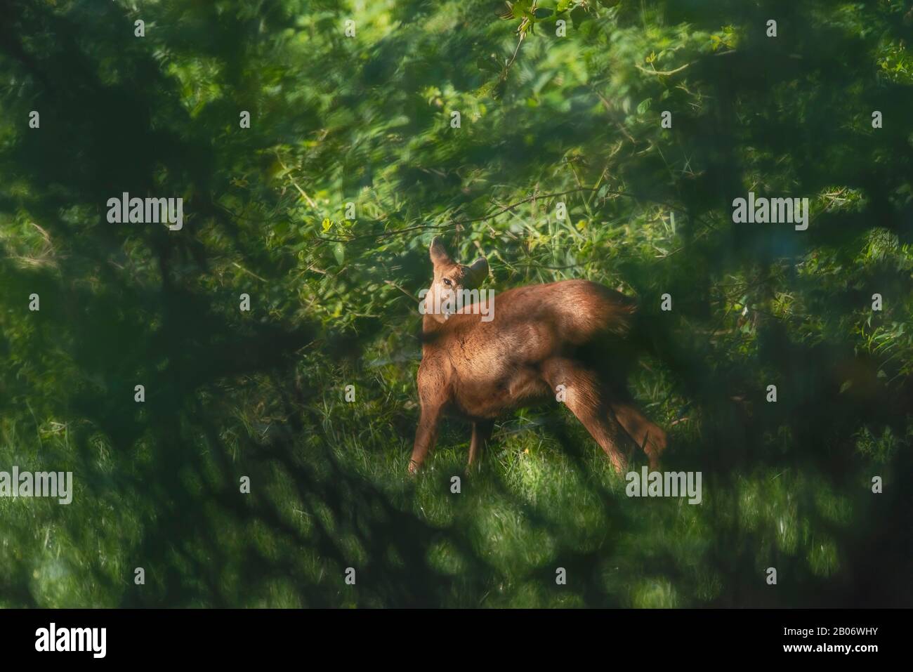 Roe deer washing hi-res stock photography and images - Alamy
