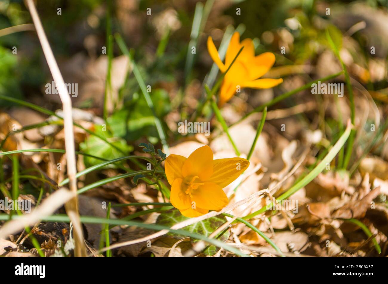 Beautiful spring flowers in a forest. Close up of first yellow crocus ...