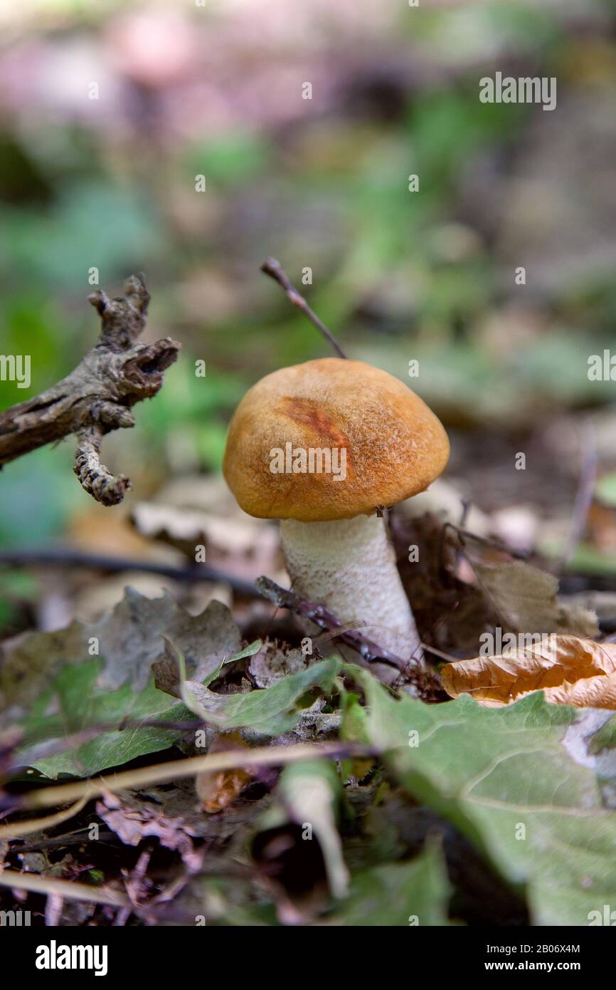 Orange cap boletus. Crop of forest edible mushrooms. A young boletus ...