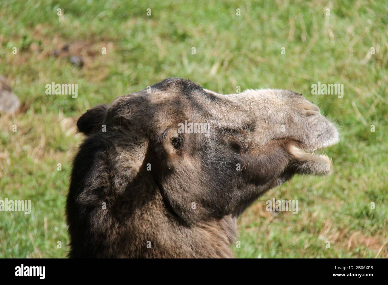 The Head of a Large Bactrian Camel Animal Stock Photo - Alamy