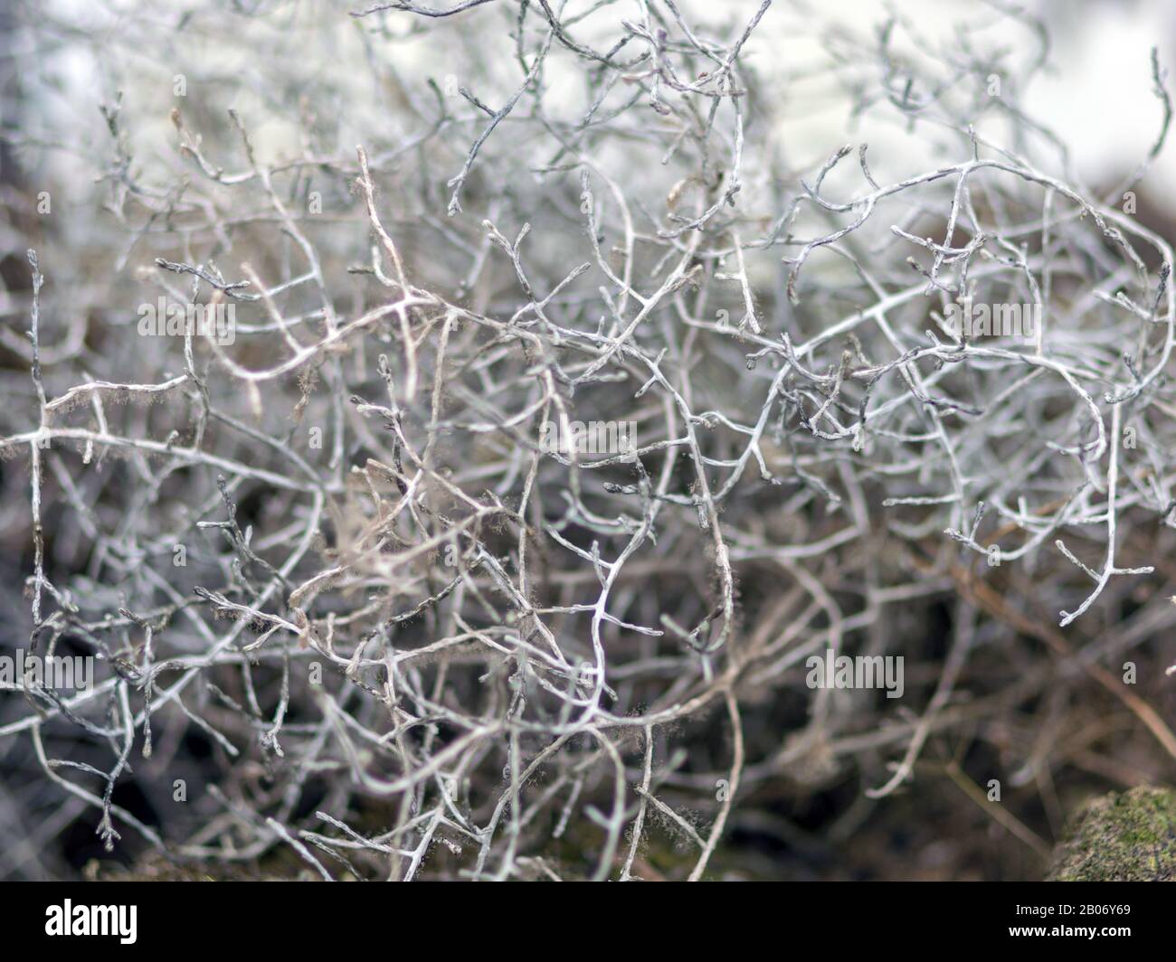 abstract picture with old plant texture fragments Stock Photo - Alamy