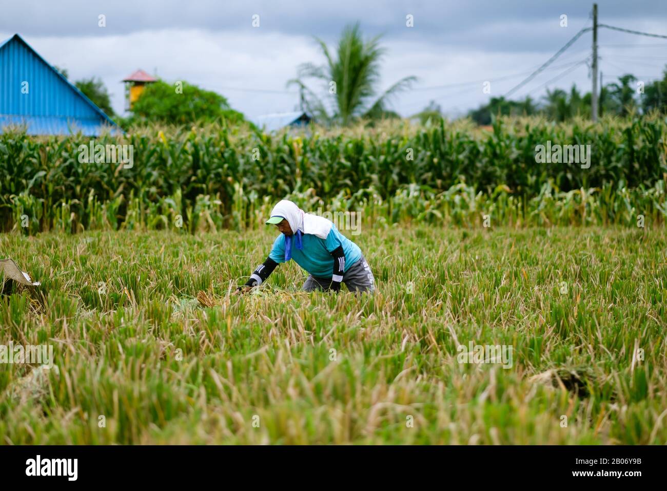 Farming in Bali Stock Photo - Alamy