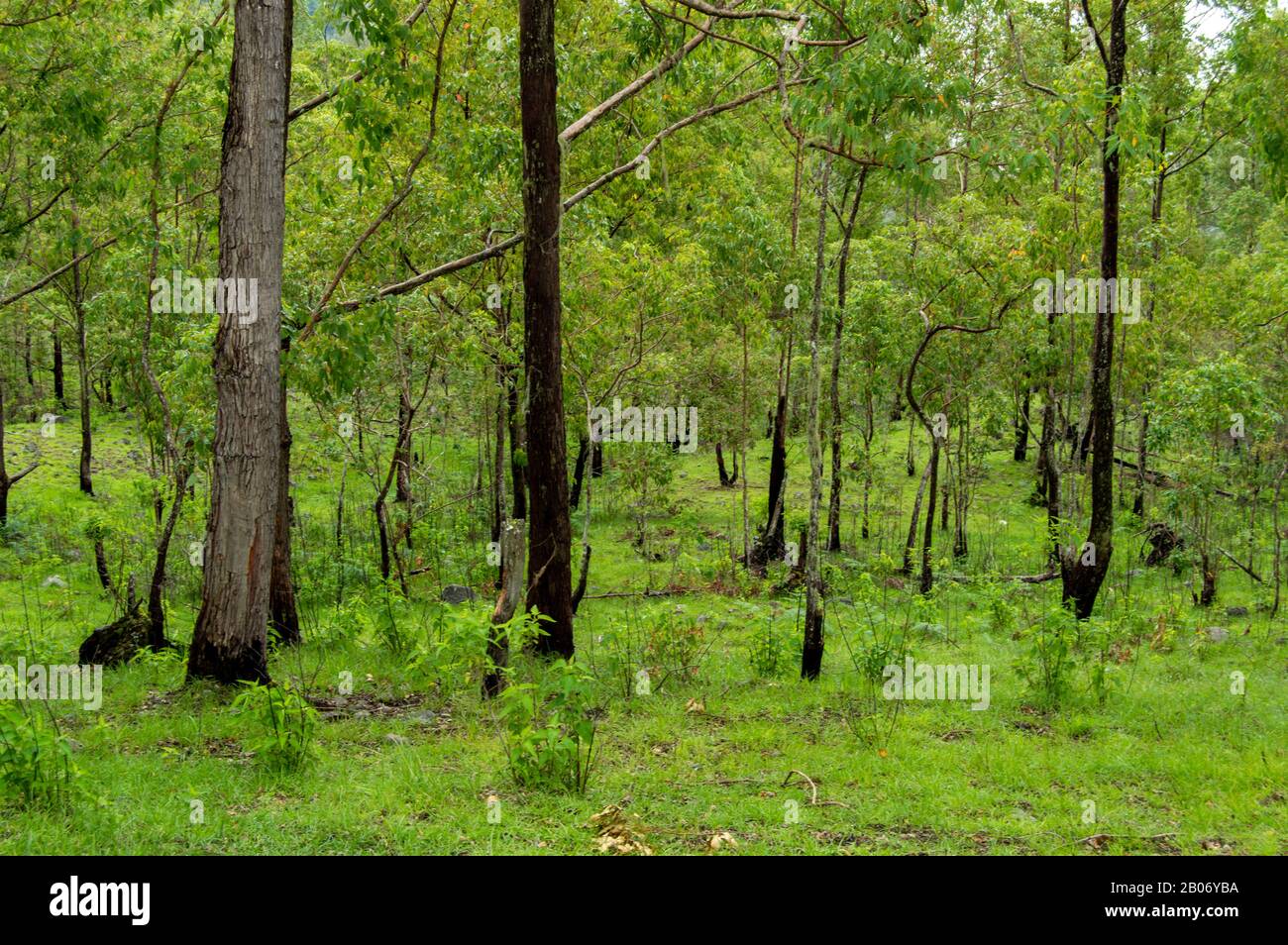 Dead trees on the Colourful Sulphureous Crater lakes Wawo muda volcano ...