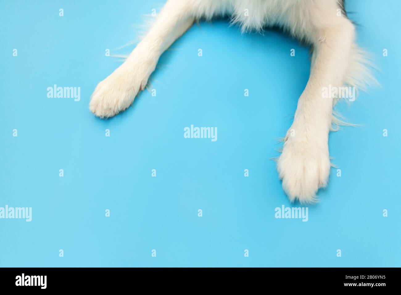 Funny puppy dog border collie paws close up isolated on blue background ...