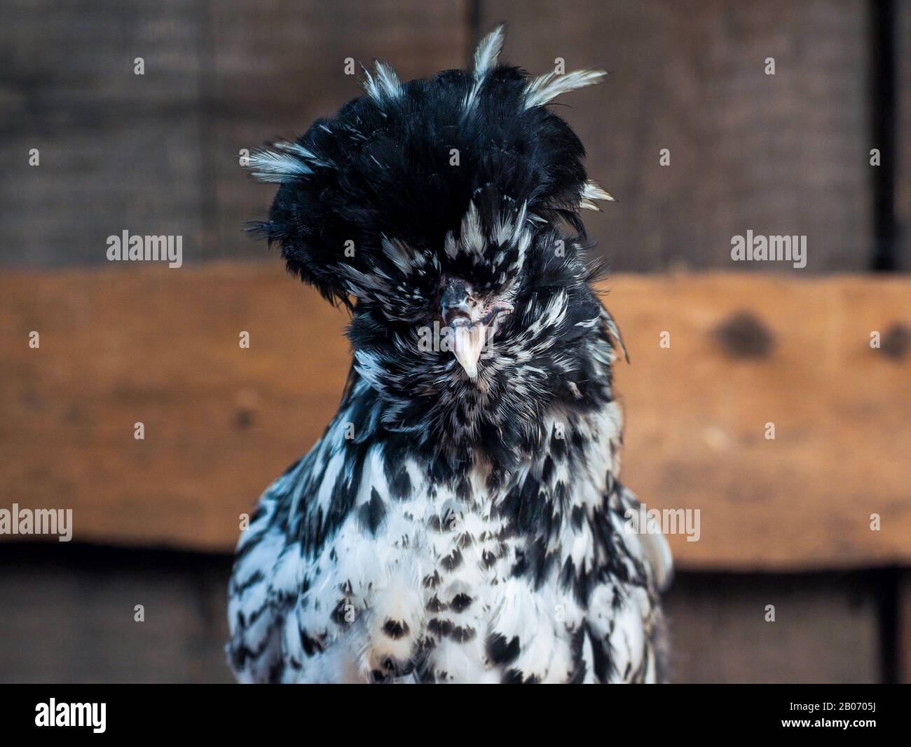 Chicken of the Pavlovskaya silver chicken breed Stock Photo - Alamy