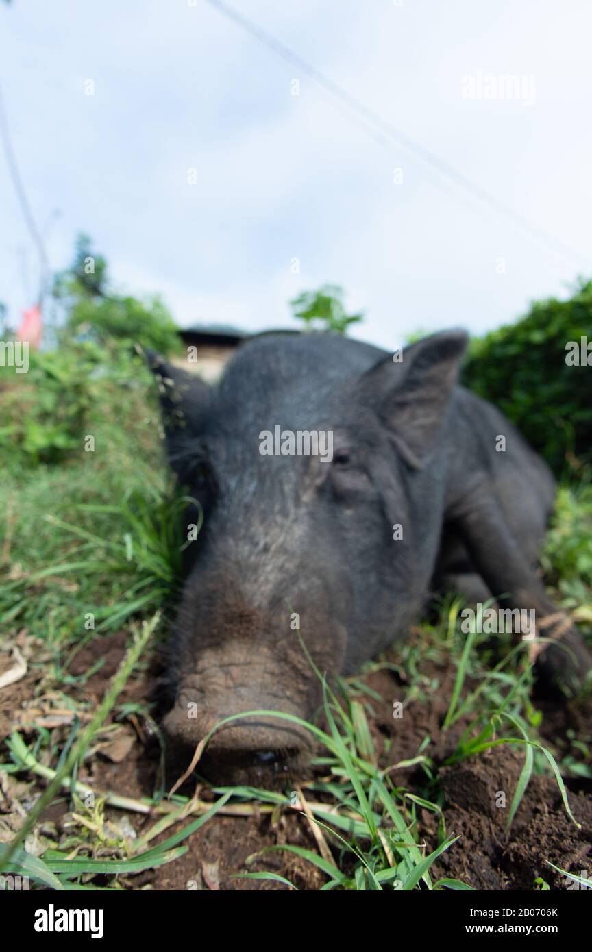 Close up of the muzzle of a Banded pig (Sus scrofa vittatus) front view ...