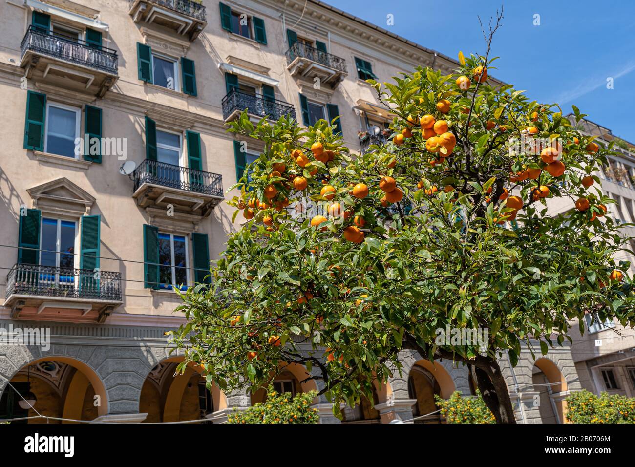 Orange tree in front of an typically italian house in La Specia Italy ...