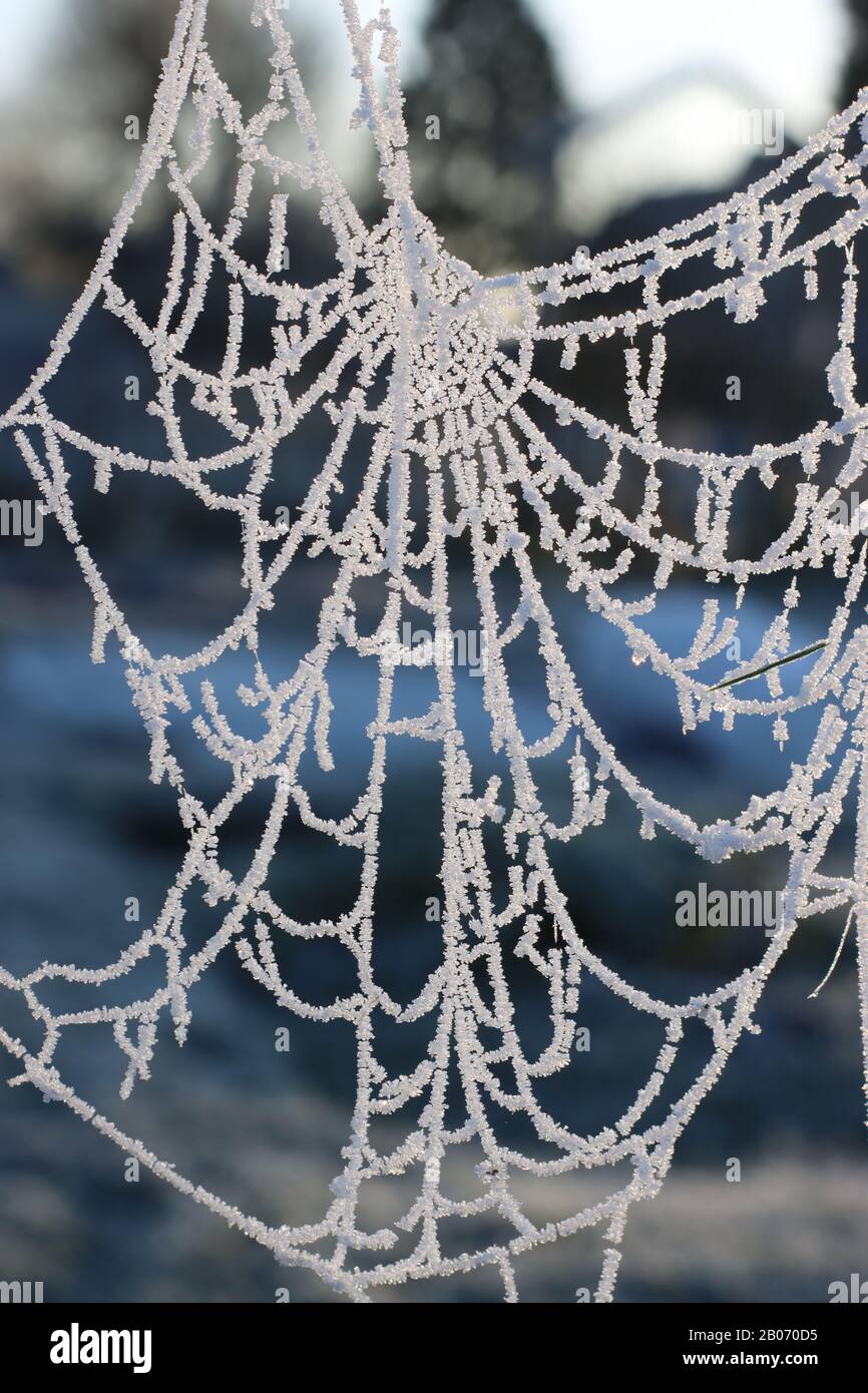 A spiders web dangling in the early morning light in the garden with ...