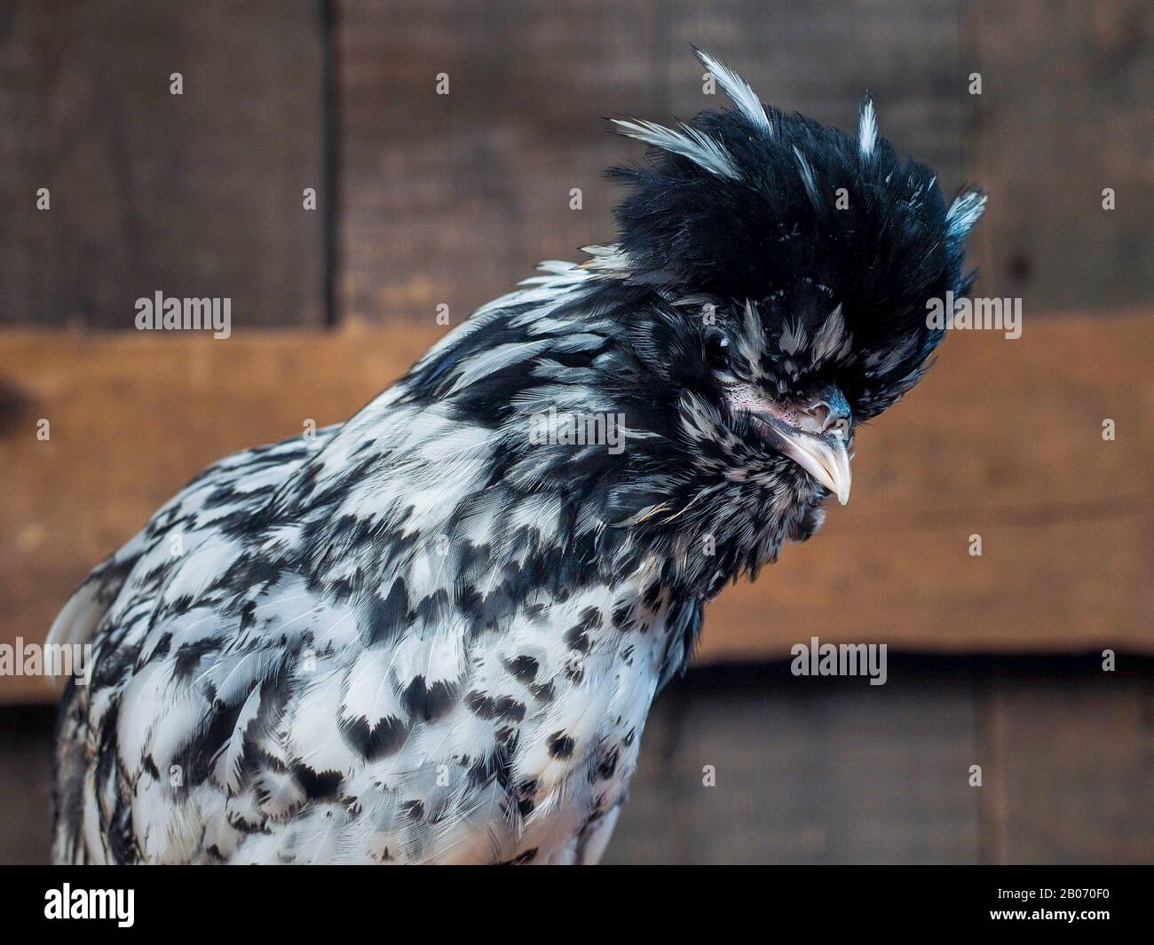 Chicken of the Pavlovskaya silver chicken breed Stock Photo - Alamy