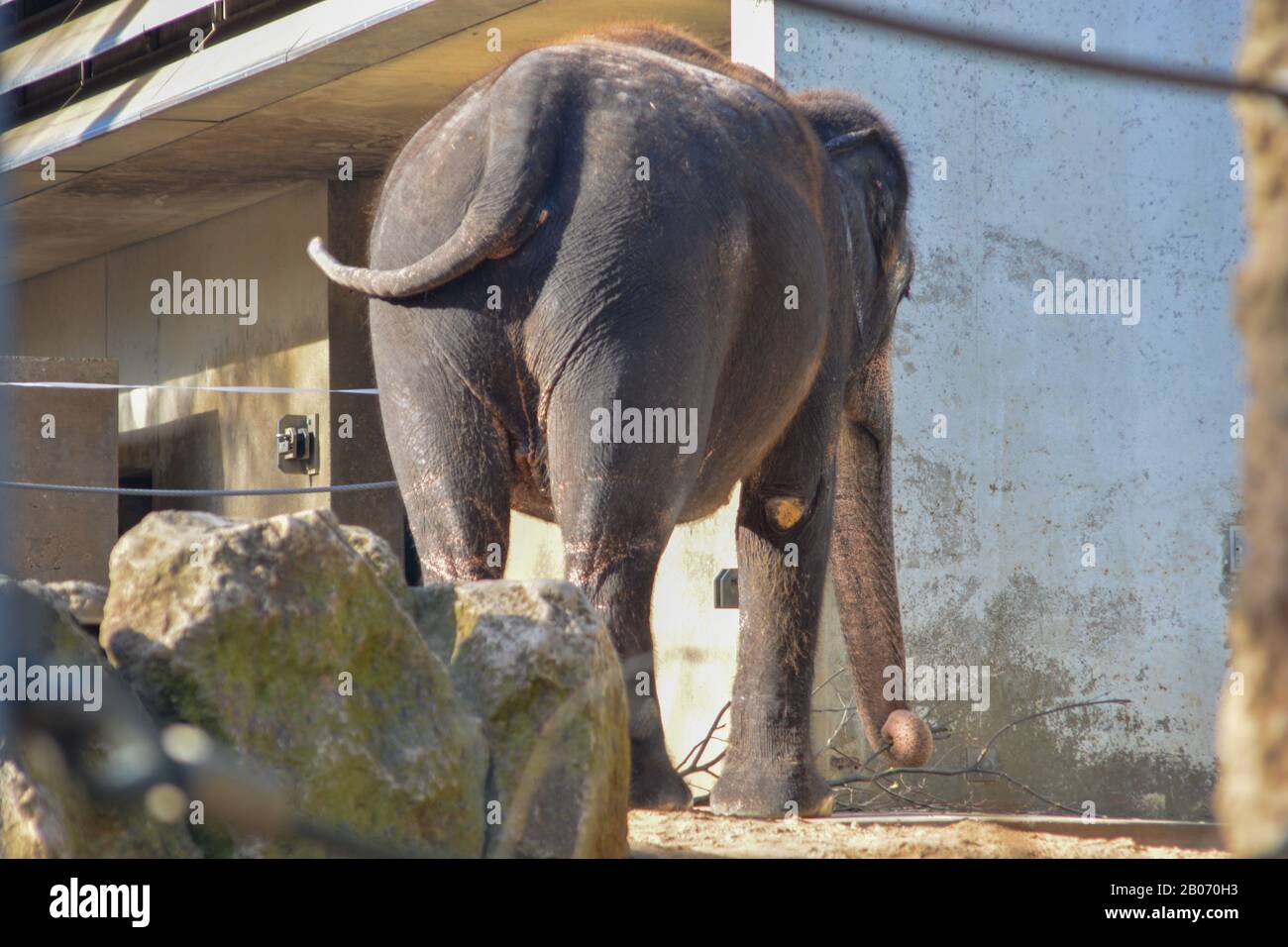 Elephant in the Wilhelma zoo in Stuttgart, Germany Stock Photo - Alamy