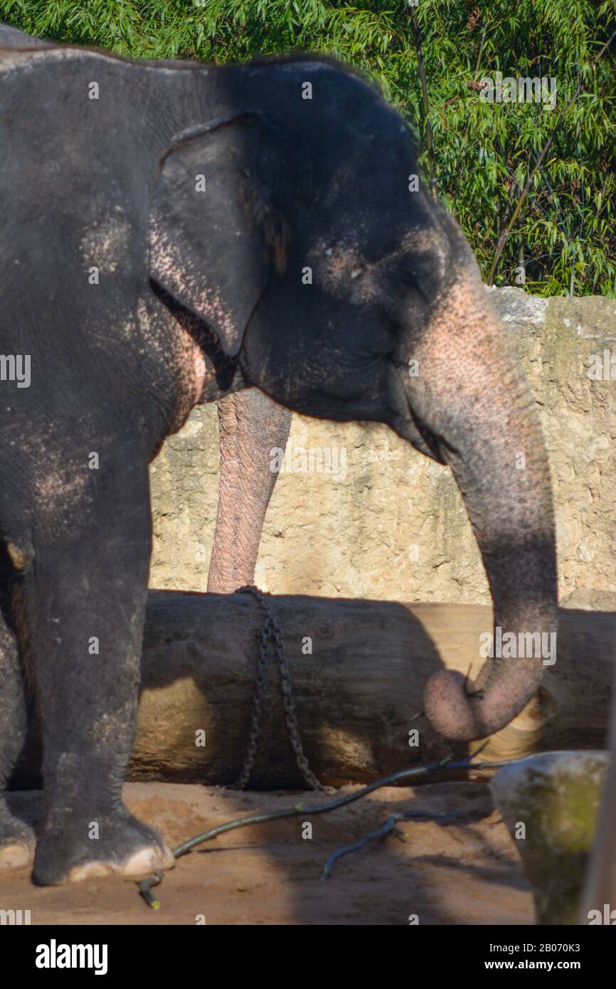 Elephant in the Wilhelma zoo in Stuttgart, Germany Stock Photo - Alamy