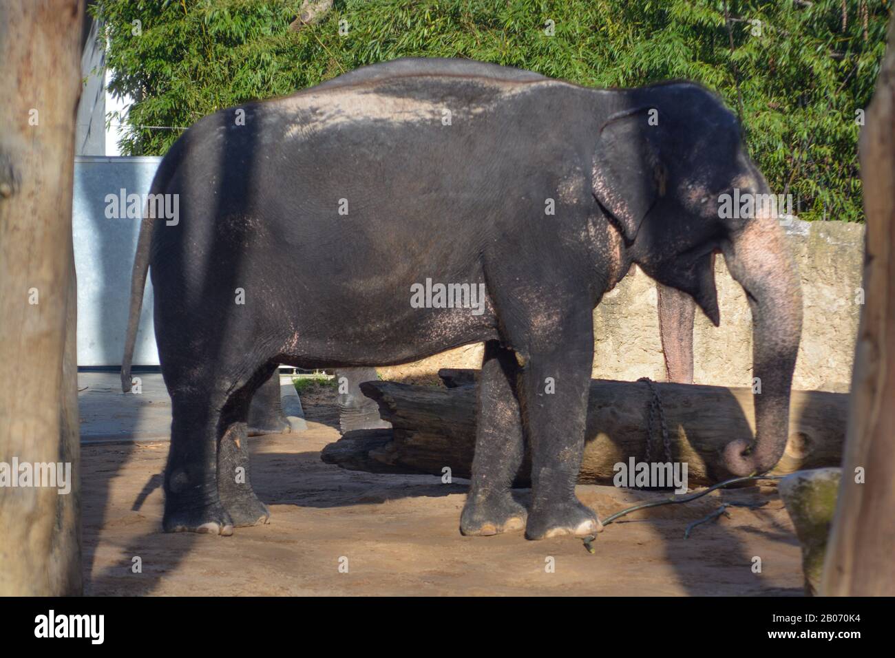 Elephant in the Wilhelma zoo in Stuttgart, Germany Stock Photo - Alamy