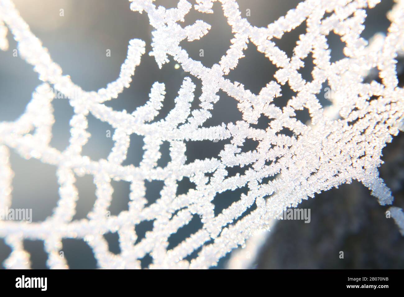 Lace web spiders hi-res stock photography and images - Alamy