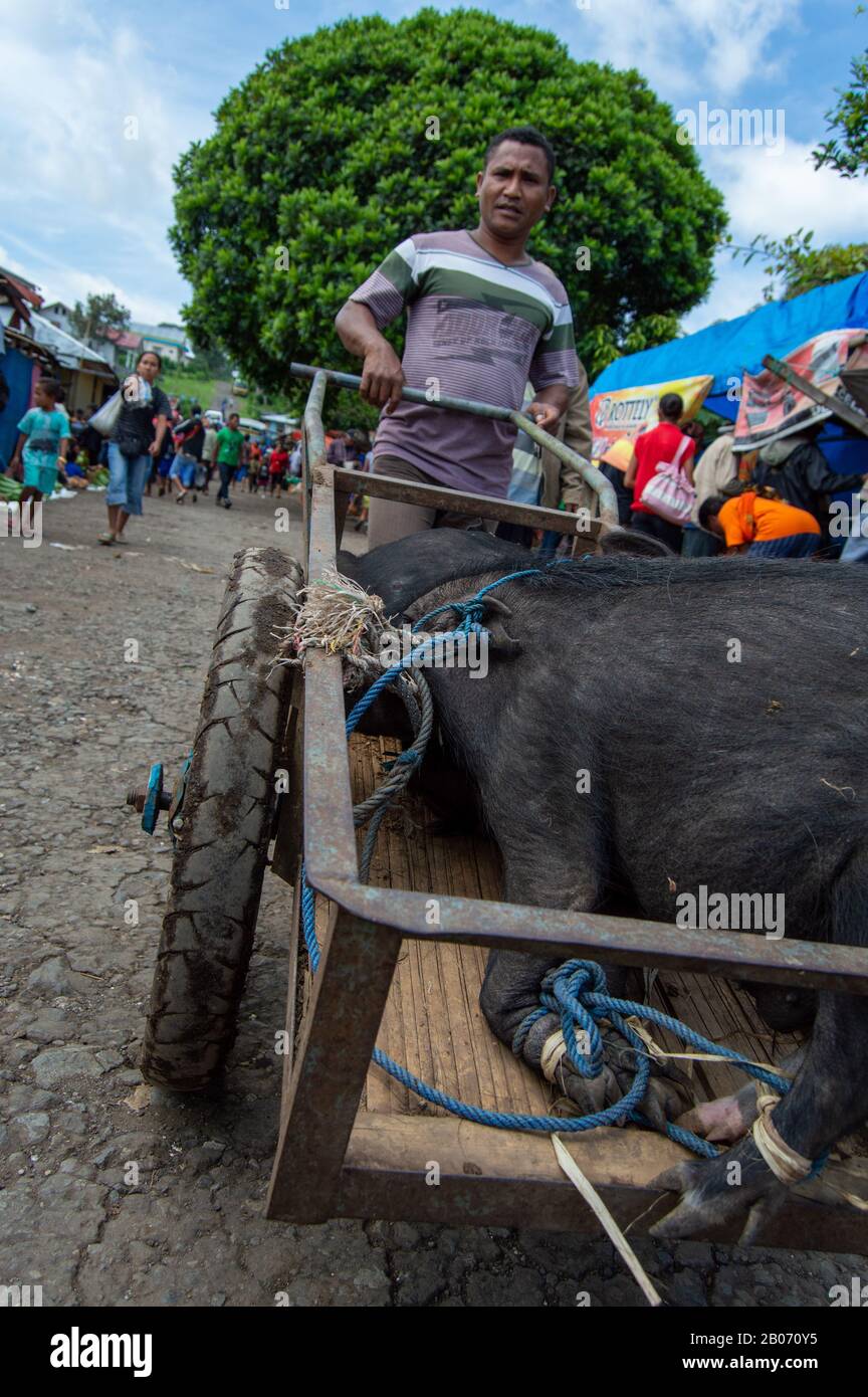 An Indonesian man carrying the pig on the cart to the market. Flores ...
