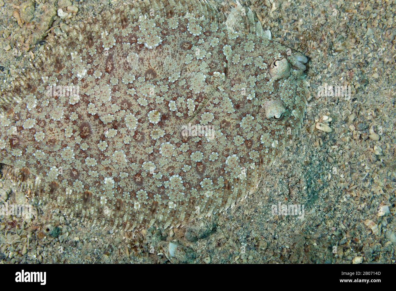 The common sole, Dover sole, or black sole (Solea solea) hidden in the ...