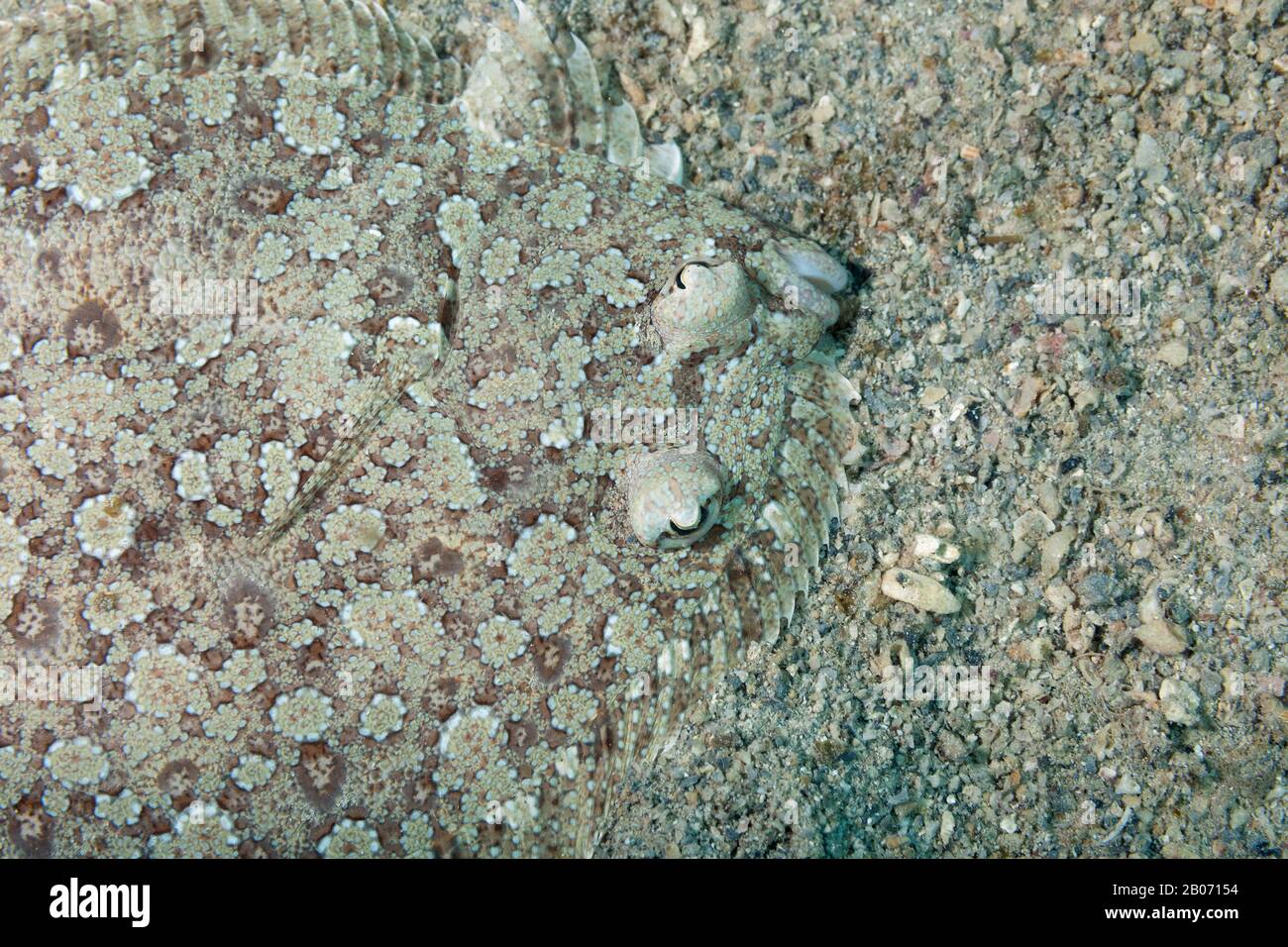 The common sole, Dover sole, or black sole (Solea solea) hidden in the ...