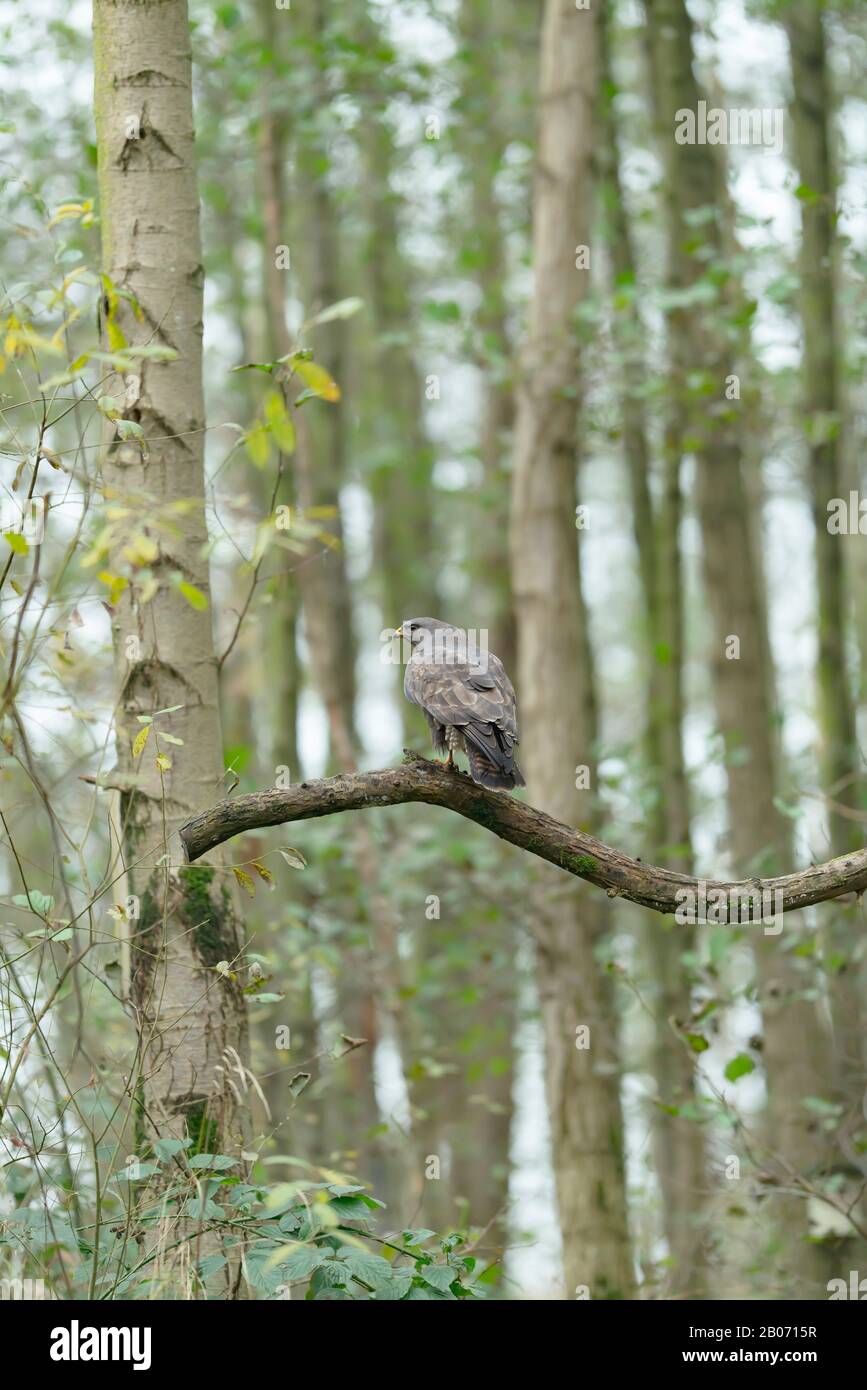 Buzzard sits on branch in forest. Side view Stock Photo - Alamy