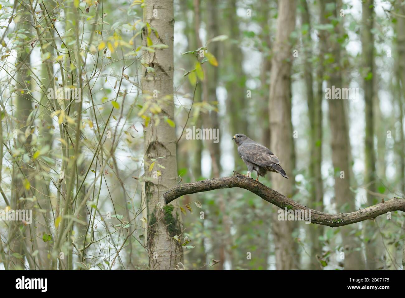Buzzard sits on branch in forest. Side view Stock Photo - Alamy