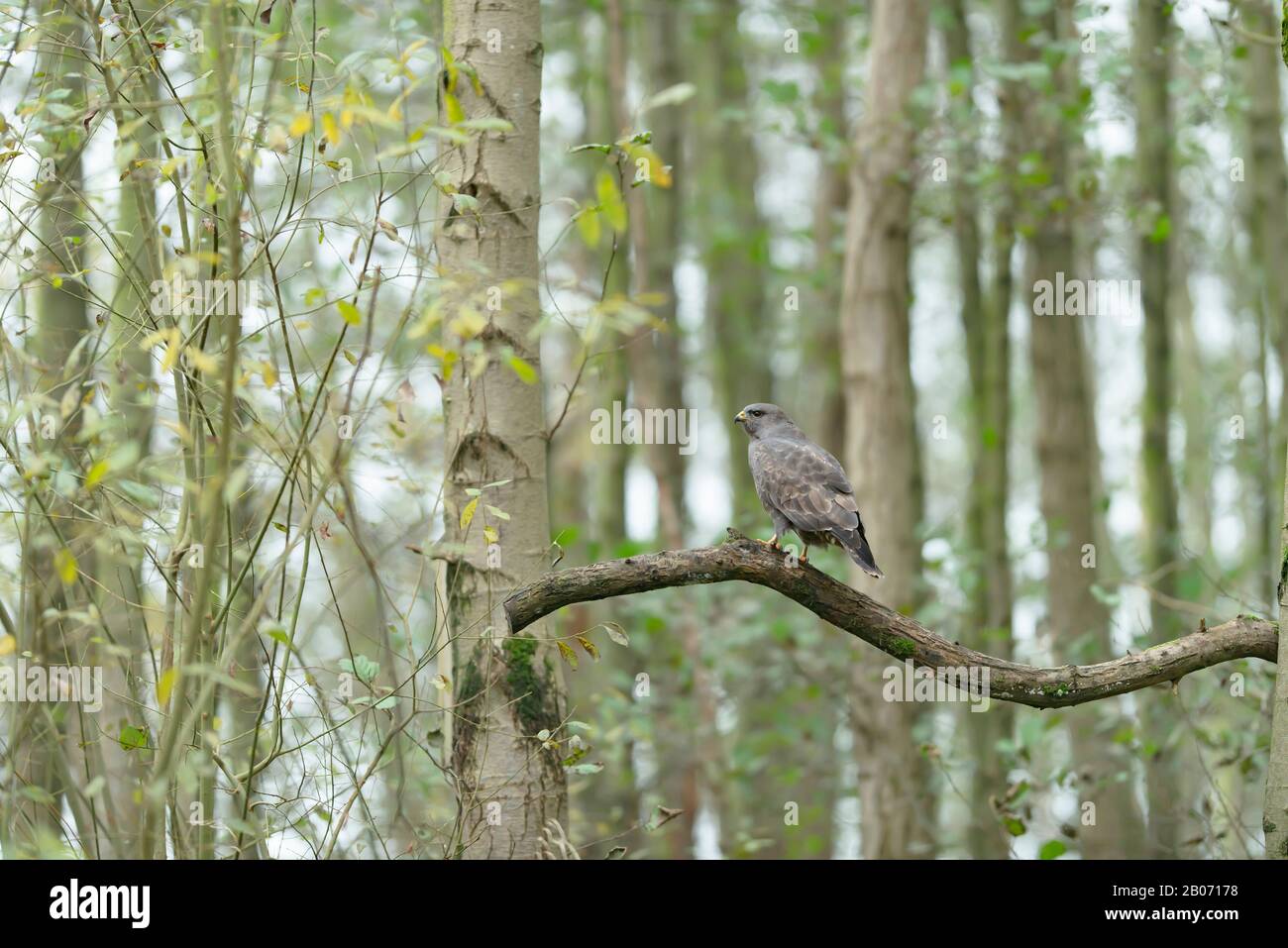 Buzzard sits on branch in forest. Side view Stock Photo - Alamy