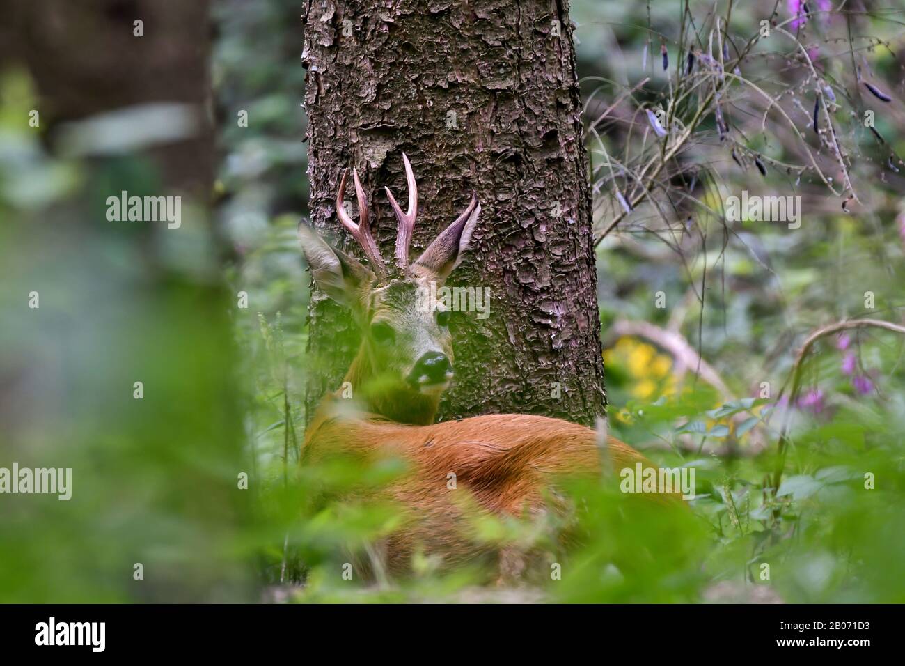 Buck behind tree hi-res stock photography and images - Alamy