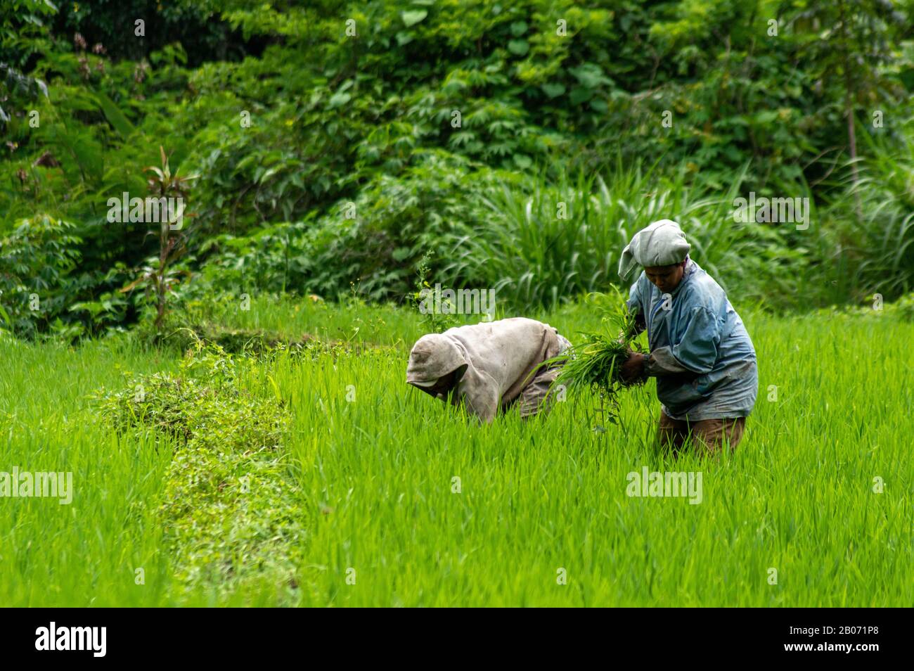 Rice farmers in the rice paddy field. Nusa Tenggara, Flores island ...