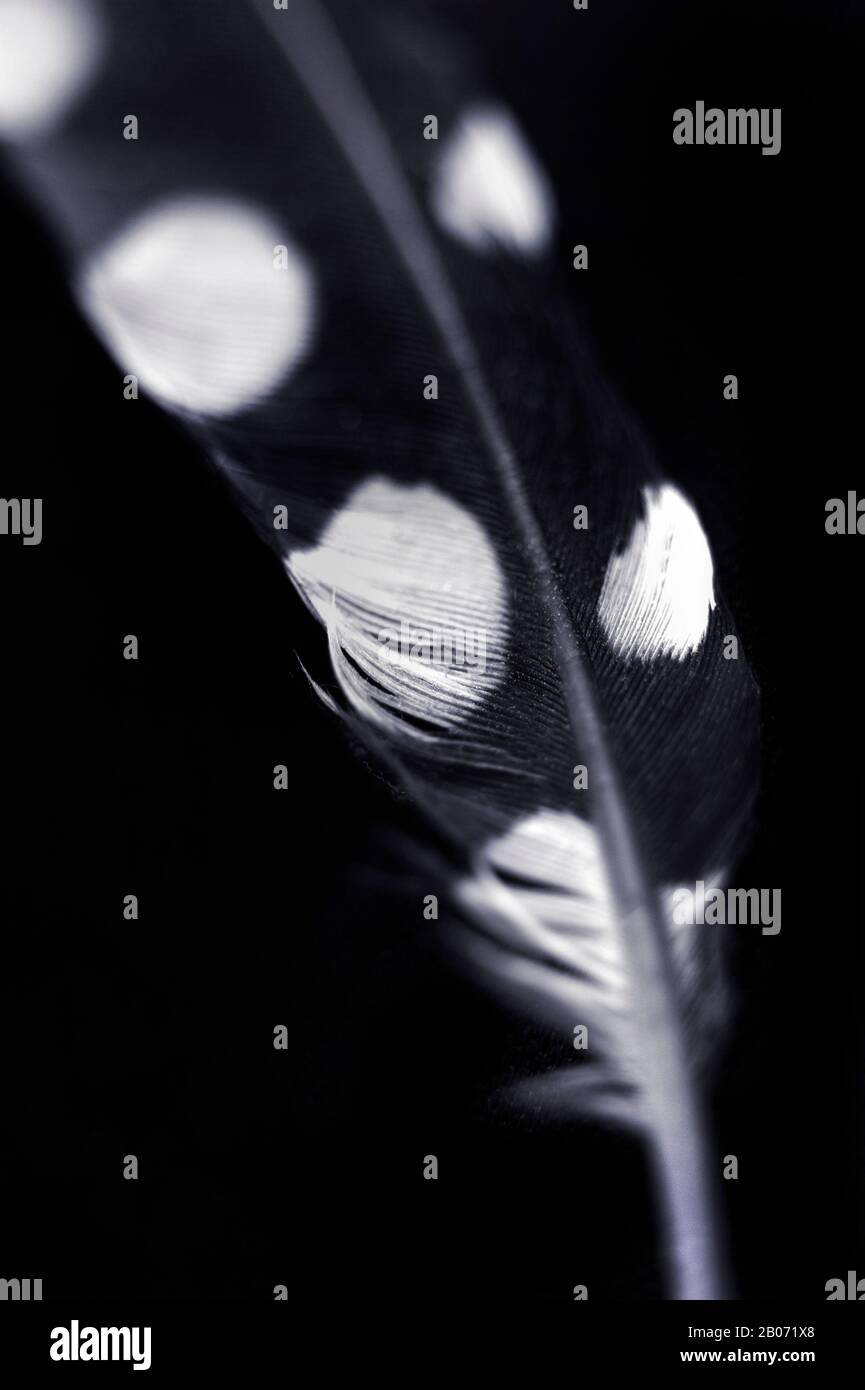 Spotty feather hi-res stock photography and images - Alamy