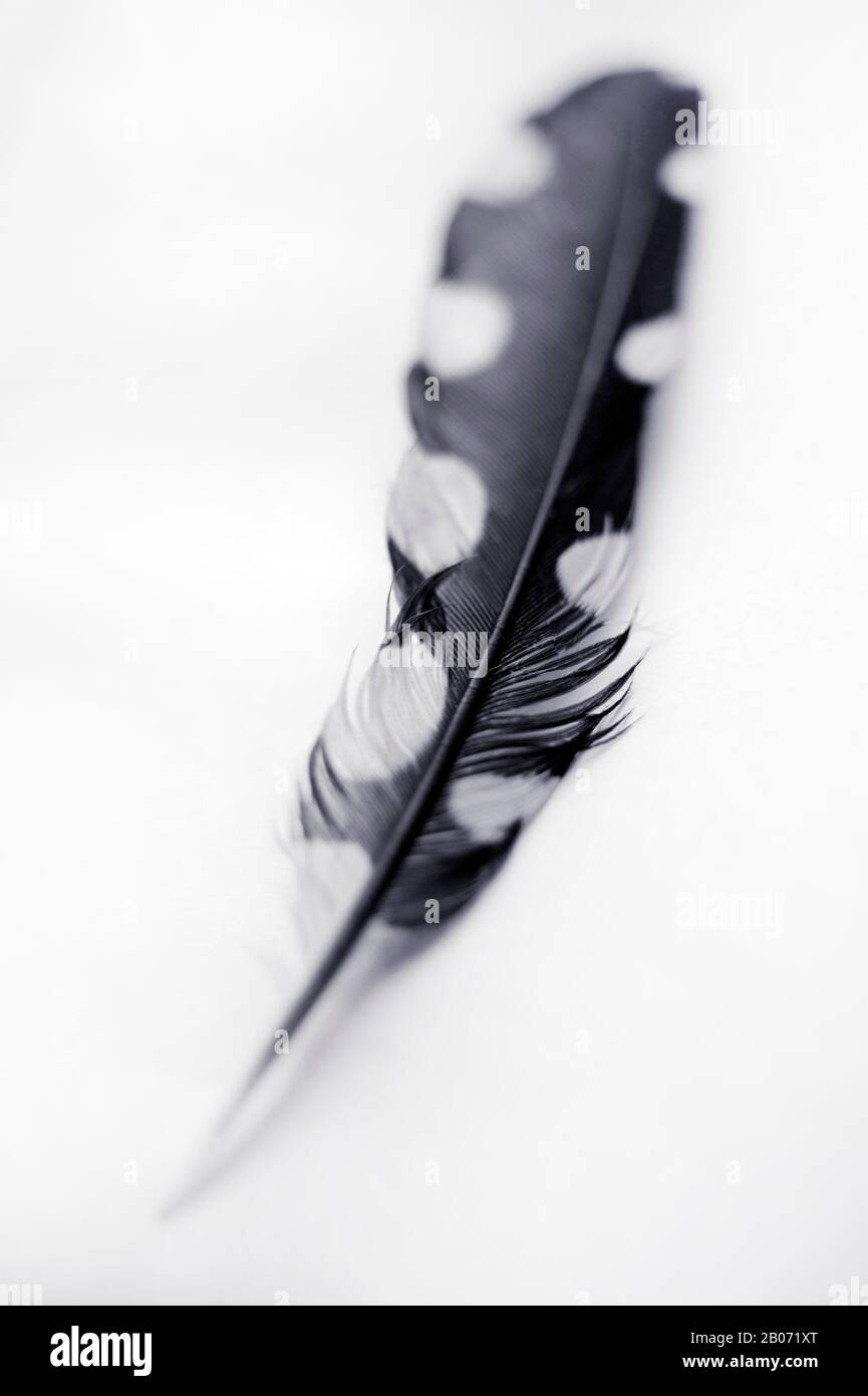Black Feather With White Tips at Samuel Kenneth blog
