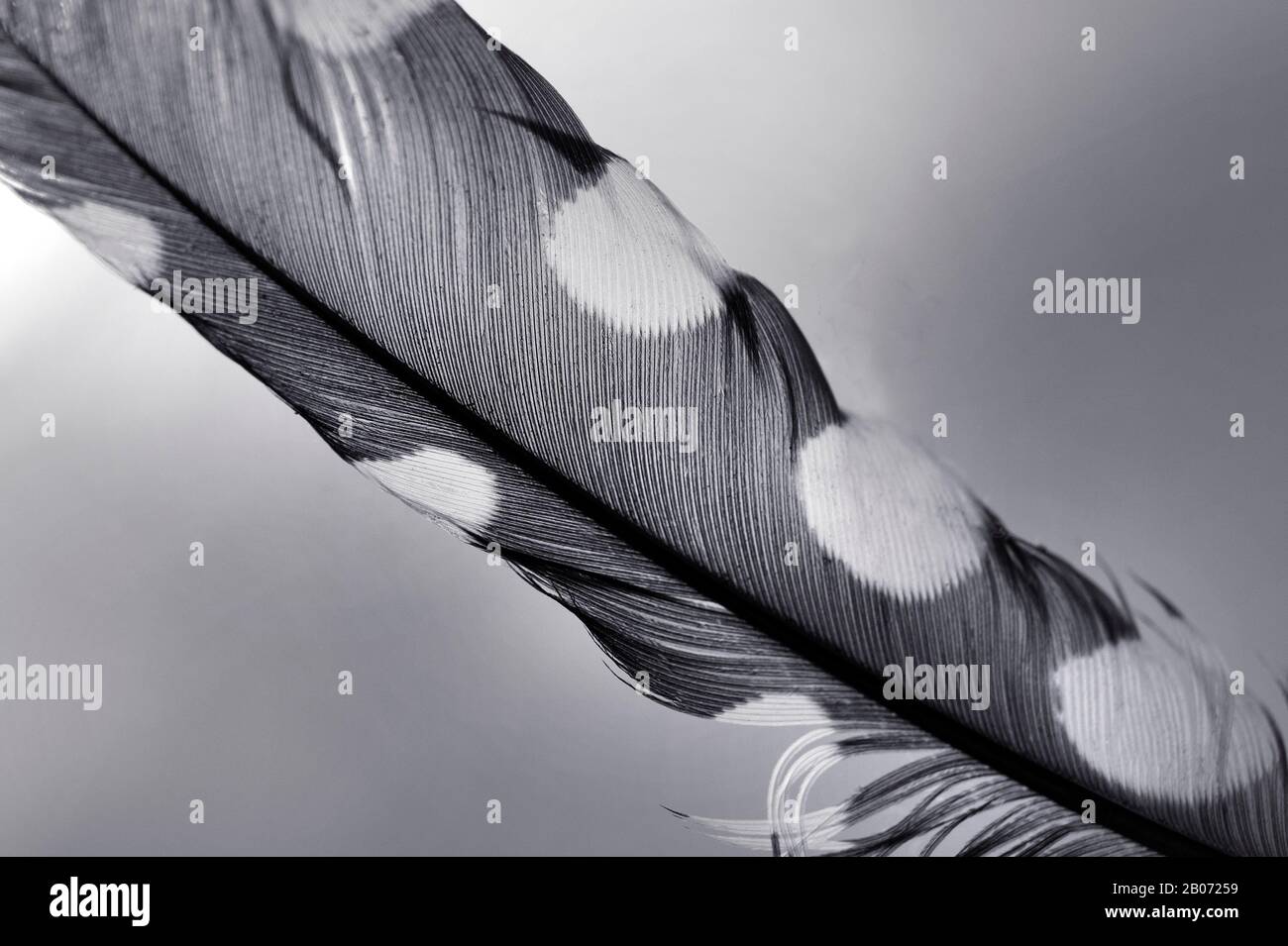 Feather of a Great spotted woodpecker Stock Photo - Alamy
