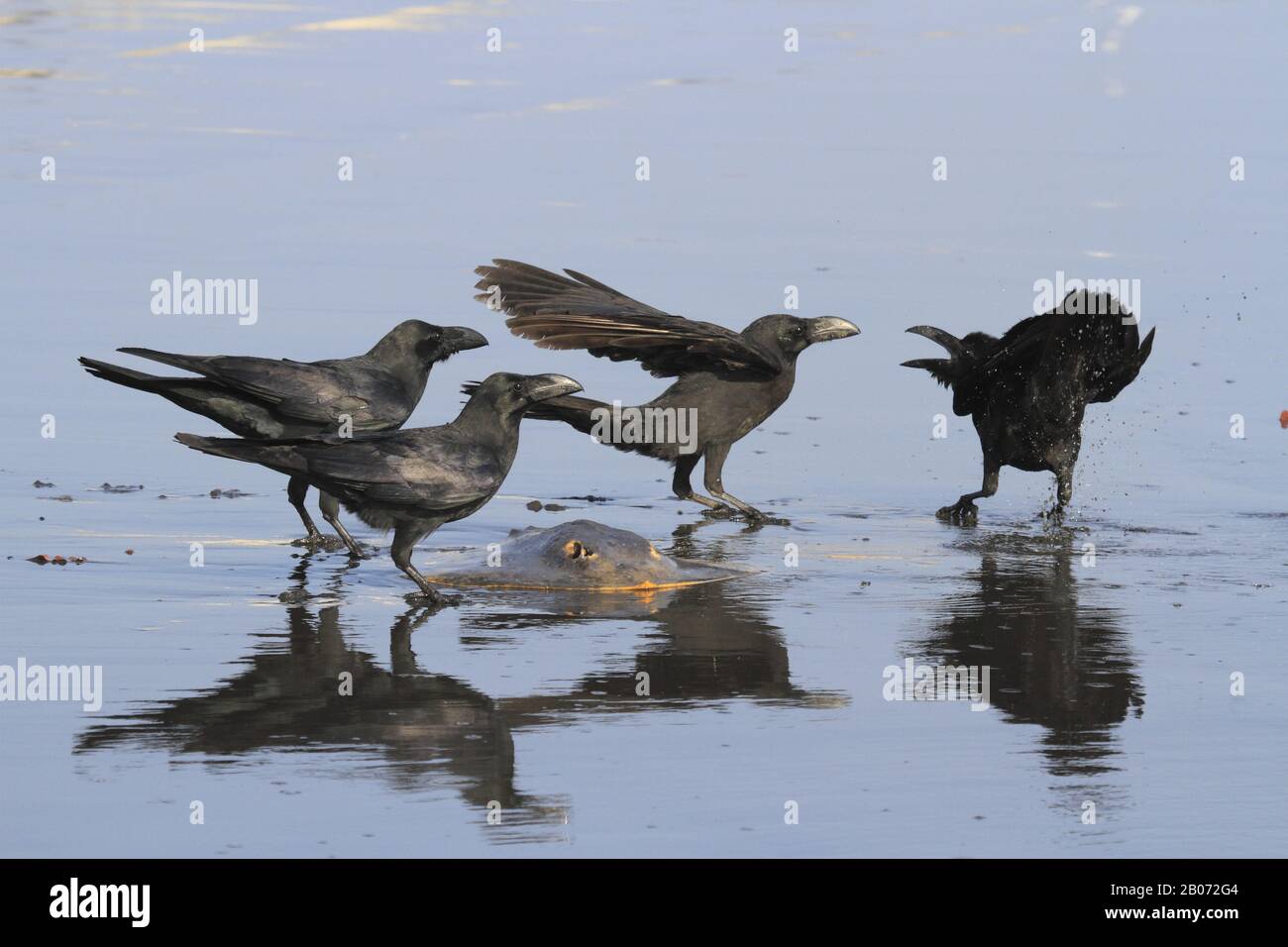 Crows fighting hi-res stock photography and images - Alamy