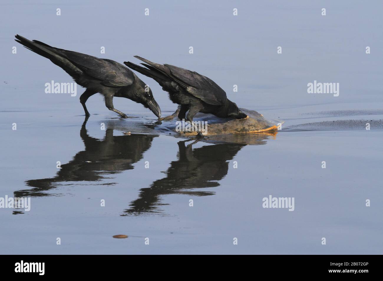 Crows fighting hi-res stock photography and images - Alamy
