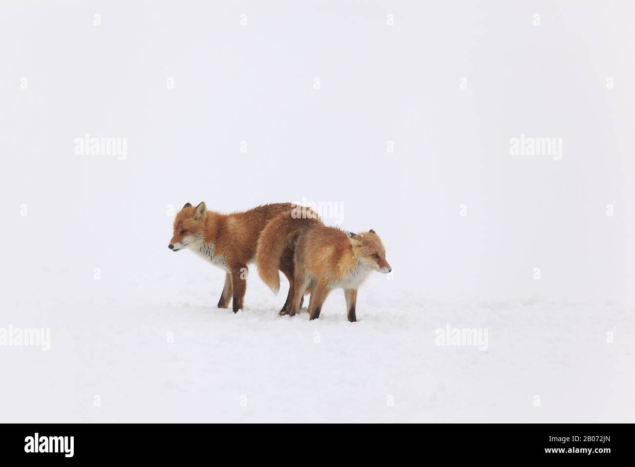 Foxes mating hi-res stock photography and images - Alamy