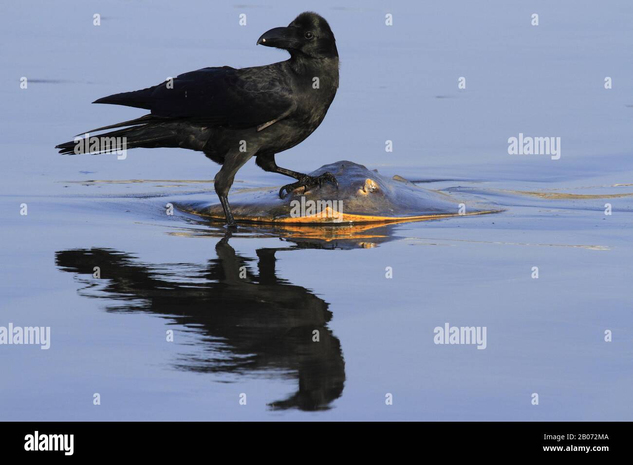 Crow eating hi-res stock photography and images - Alamy