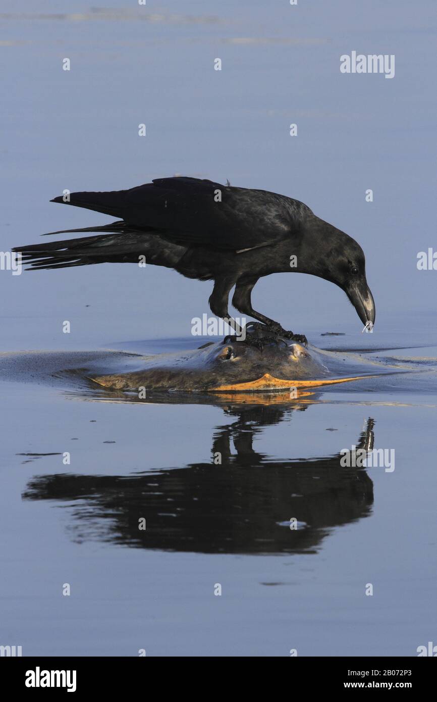 Eating Crows High Resolution Stock Photography and Images - Alamy