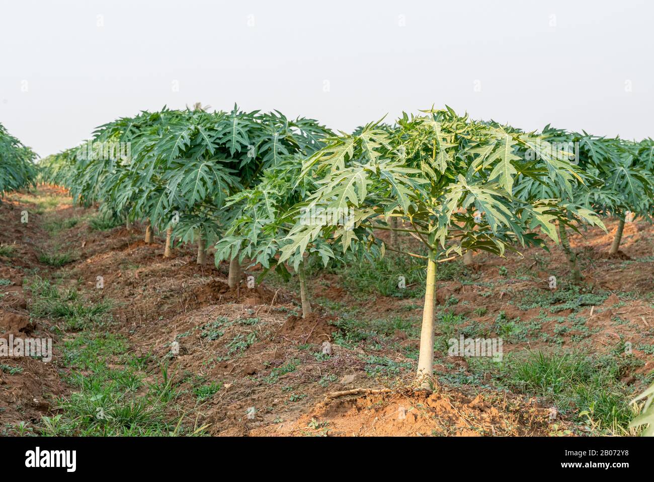 Young papaya fruit on papaya tree in farm Stock Photo - Alamy