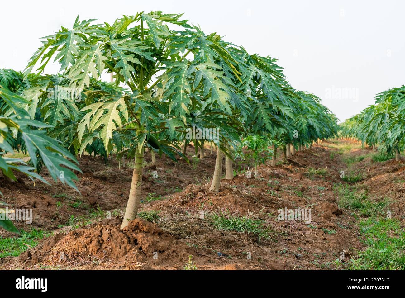Papaya tree hi-res stock photography and images - Alamy