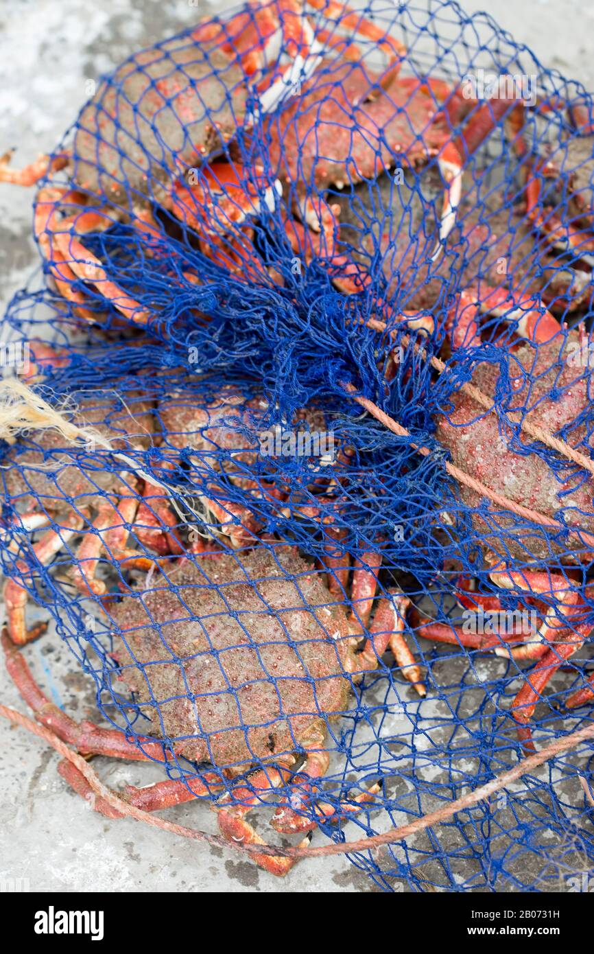 Red crabs in blue nest, Essaouira, Morocco Stock Photo - Alamy