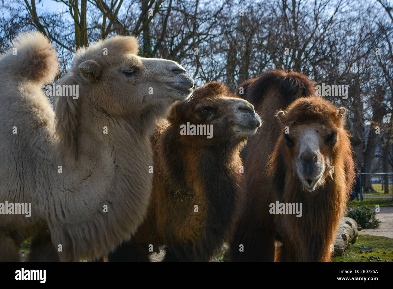 Three camels are in line. Camels at the zoo. named Wilhelma in the ...