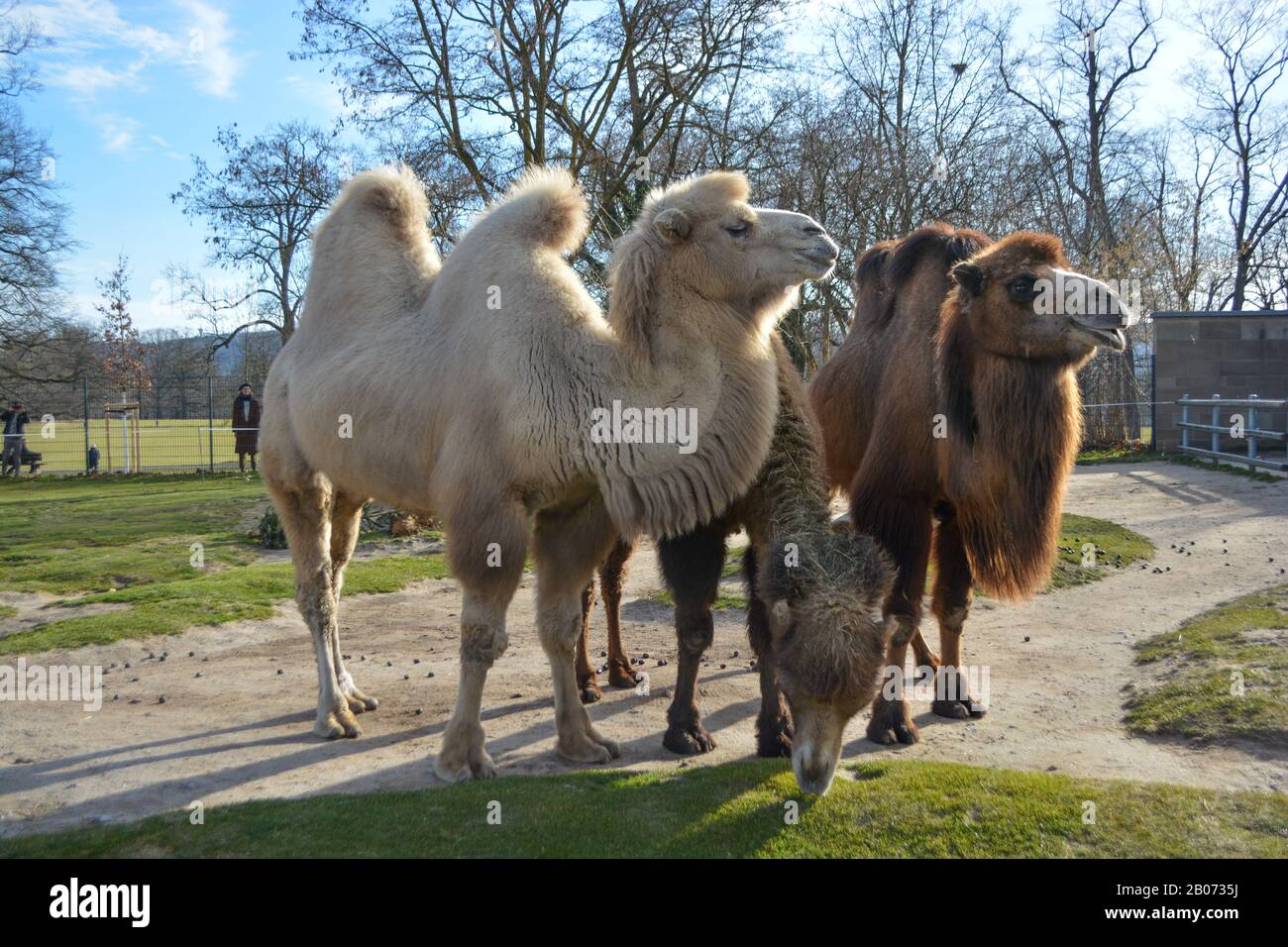Three camels are in line. Camels at the zoo. named Wilhelma in the ...