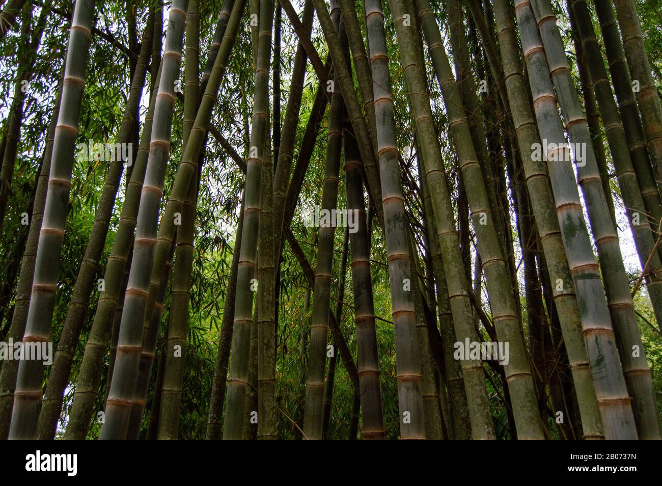 Bamboo forest cultivation, Nusa Tenggara, Indonesia Stock Photo - Alamy
