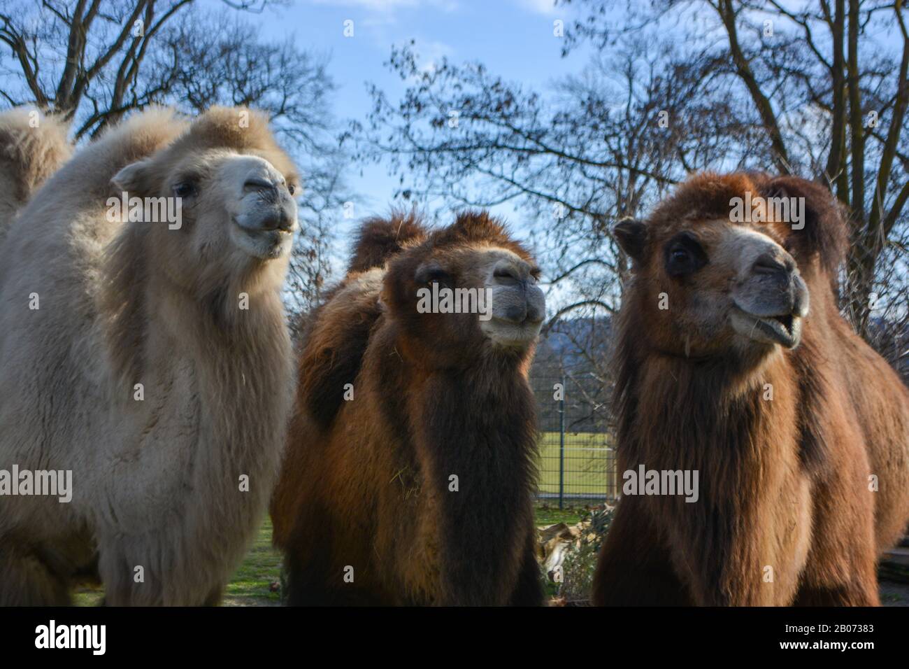 Three camels are in line. Camels at the zoo. named Wilhelma in the ...