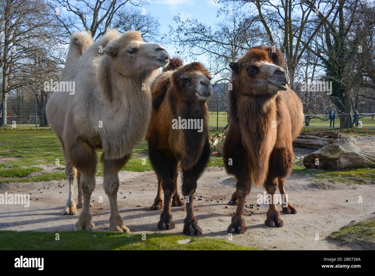 Three camels hi-res stock photography and images - Alamy
