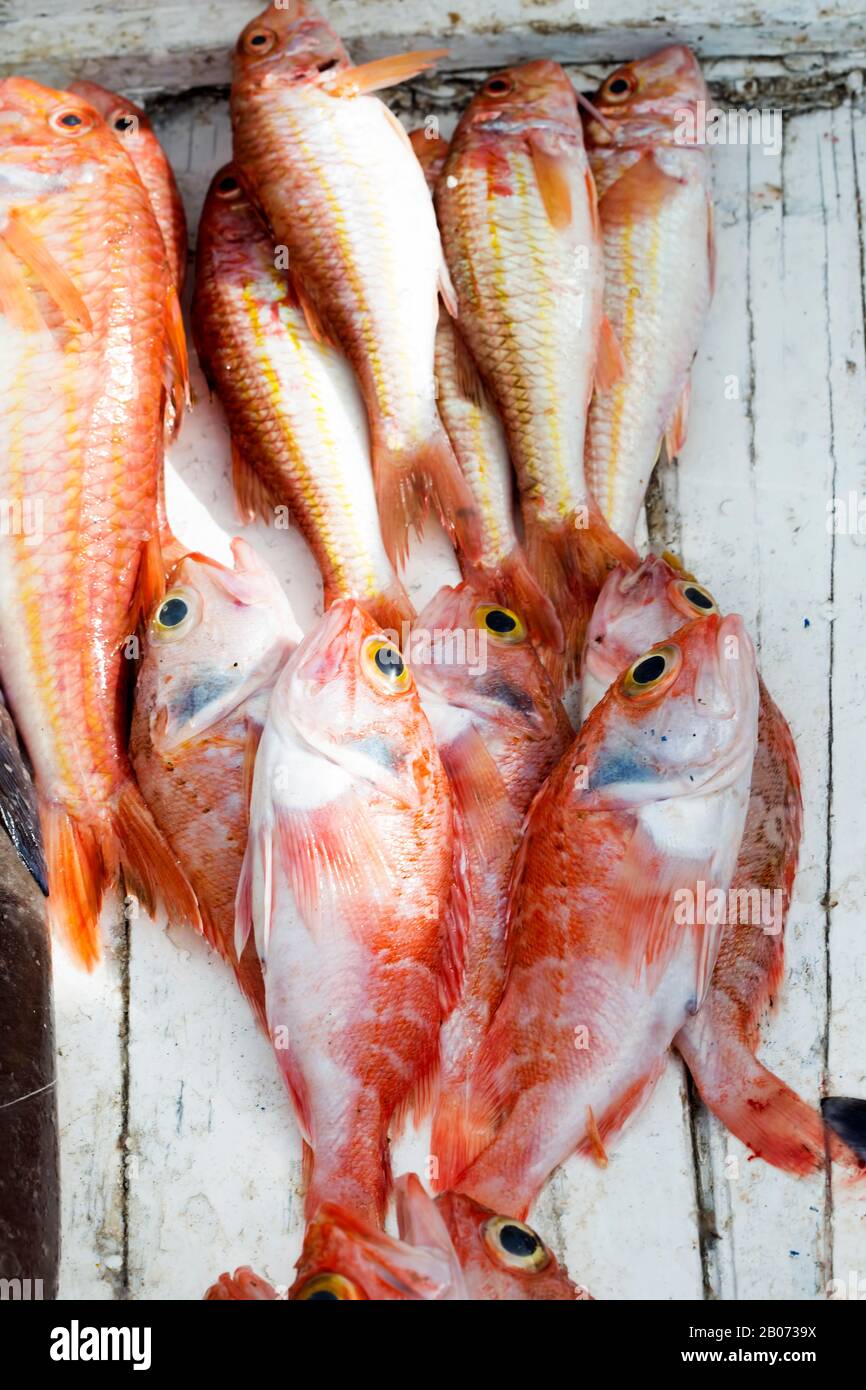 Red sea bass fish market, Morocco Stock Photo - Alamy
