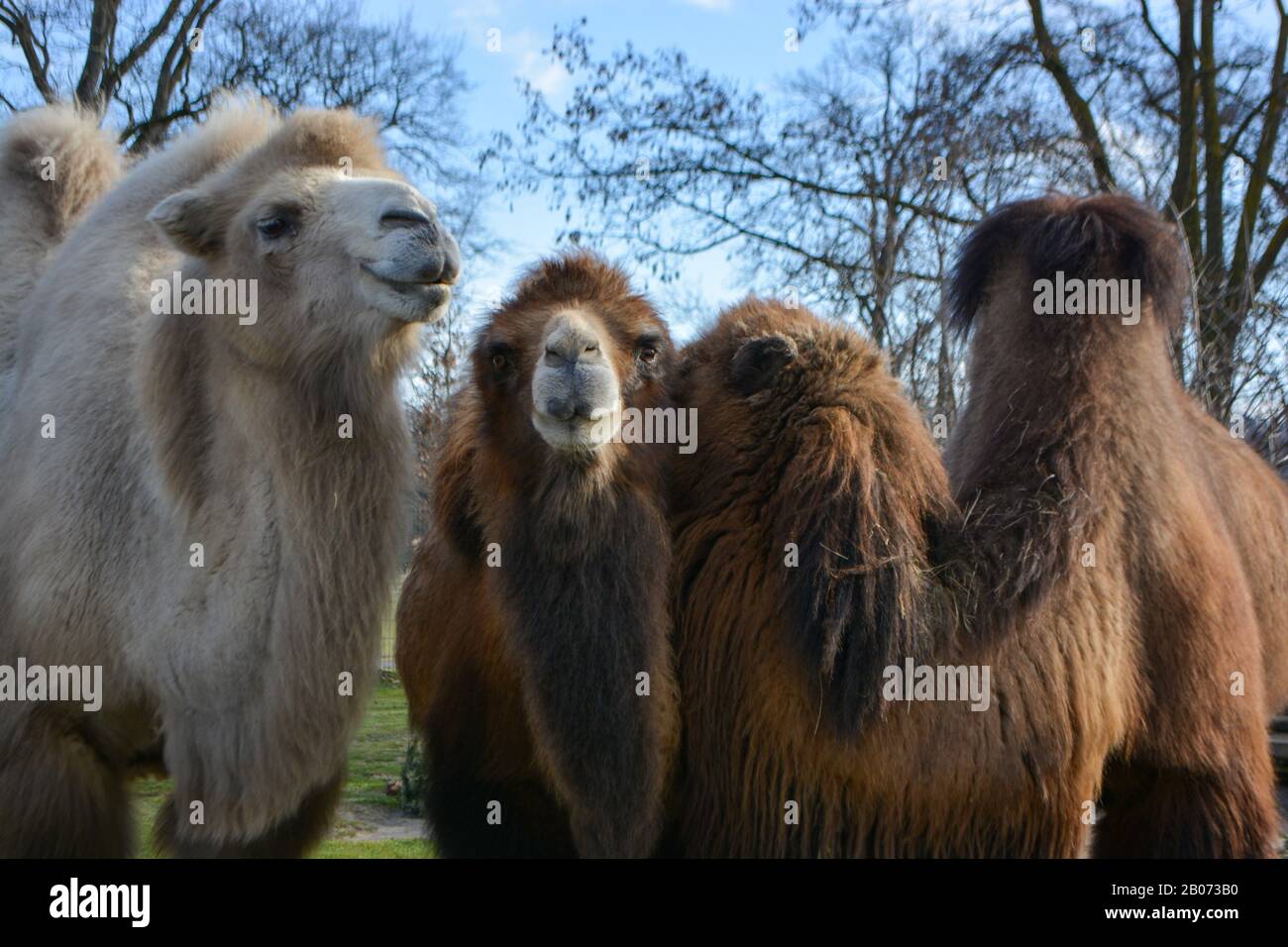 Three camels are in line. Camels at the zoo. named Wilhelma in the ...
