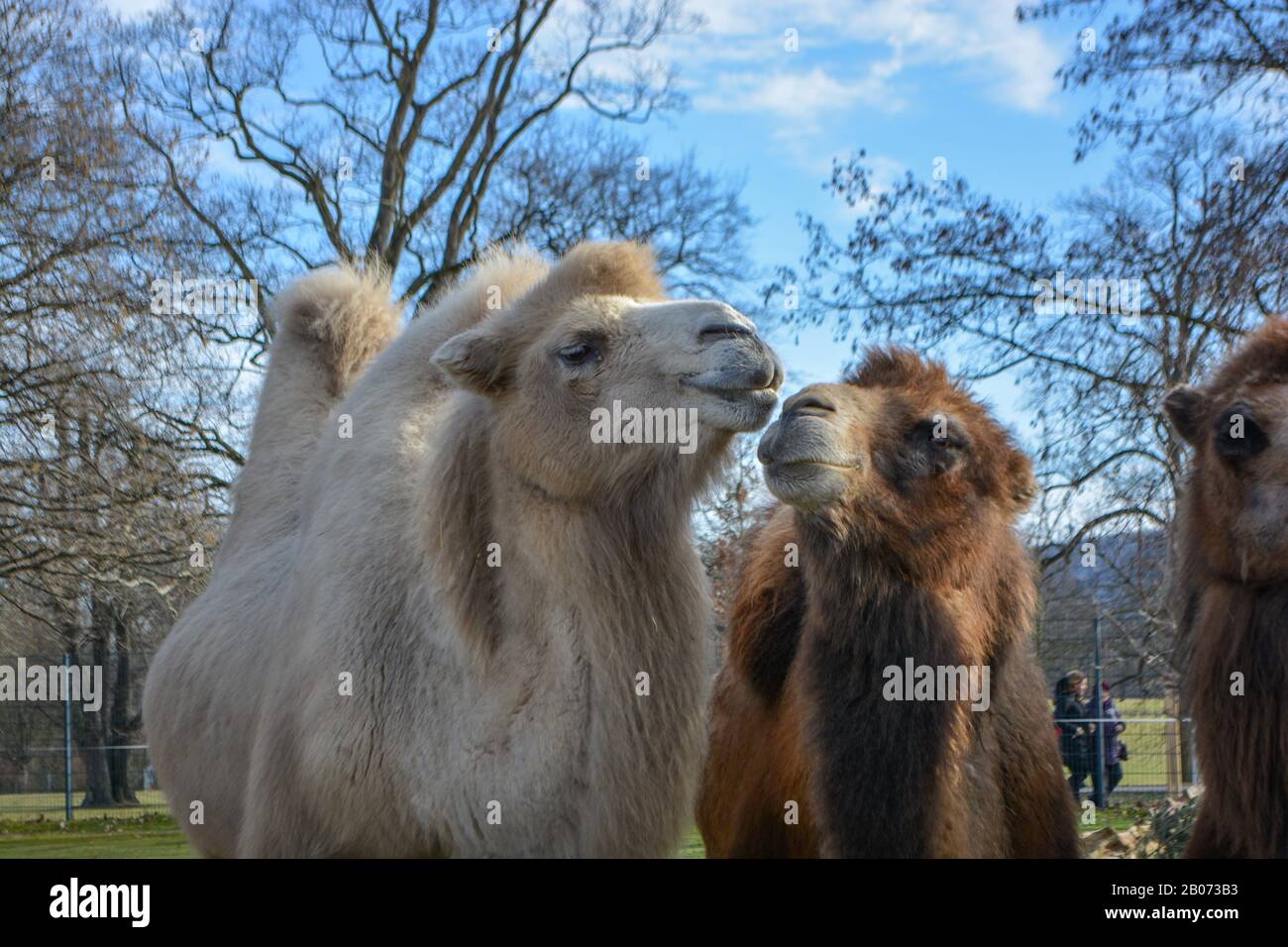 Three camels are in line. Camels at the zoo. named Wilhelma in the ...