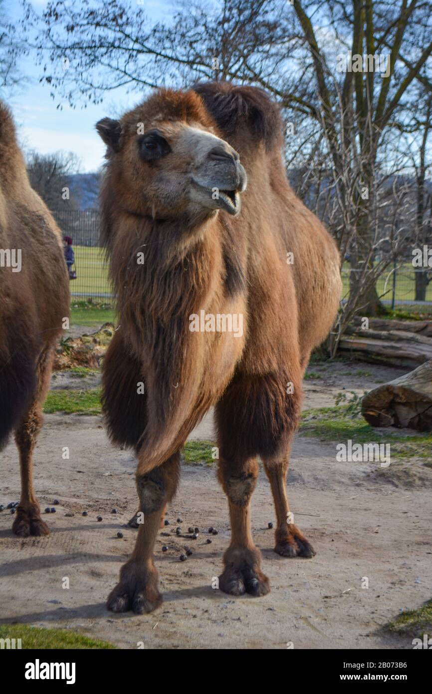 Three camels are in line. Camels at the zoo. named Wilhelma in the ...