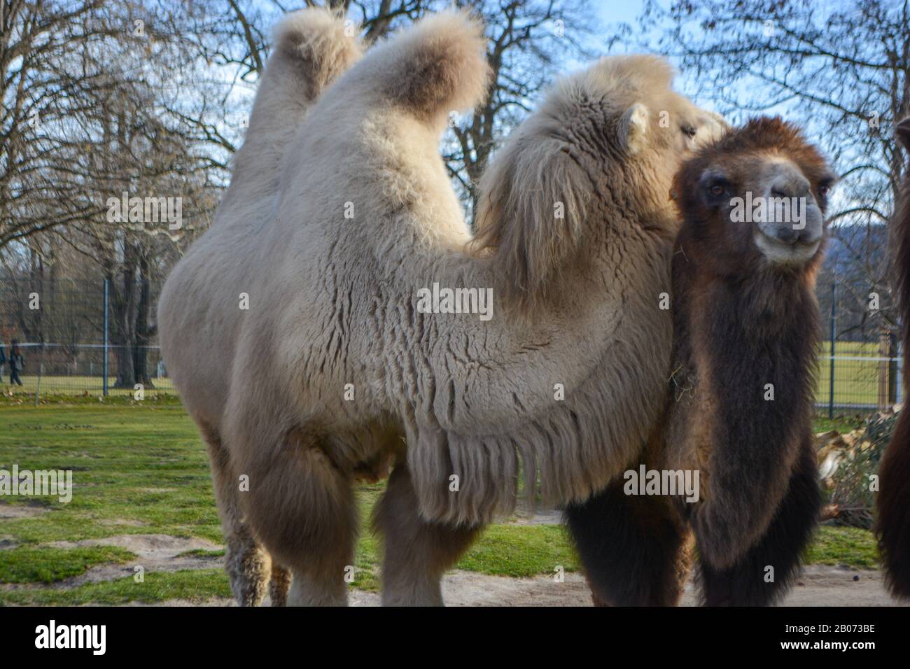 Three camels are in line. Camels at the zoo. named Wilhelma in the ...