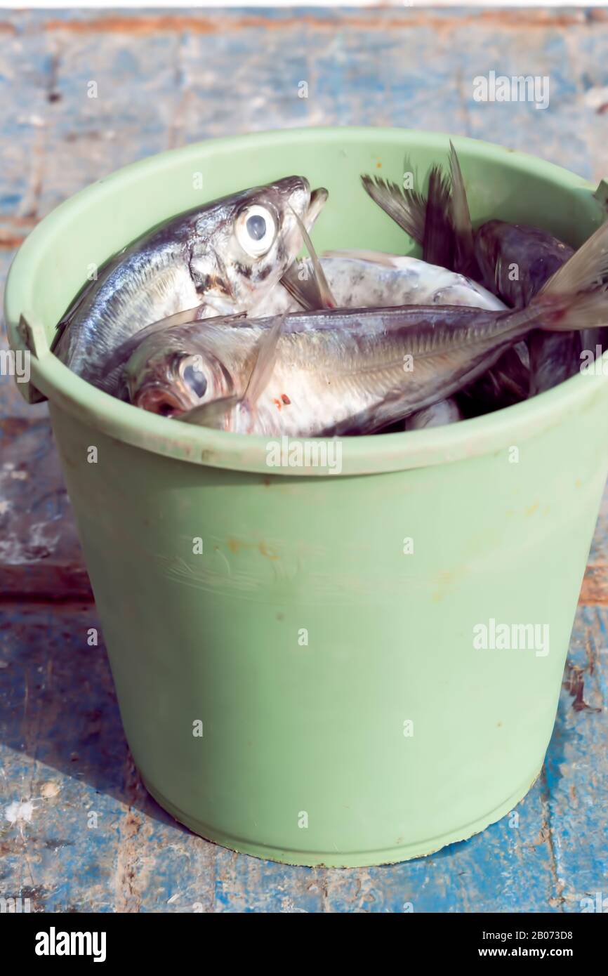 Fish in the bucket hi-res stock photography and images - Alamy