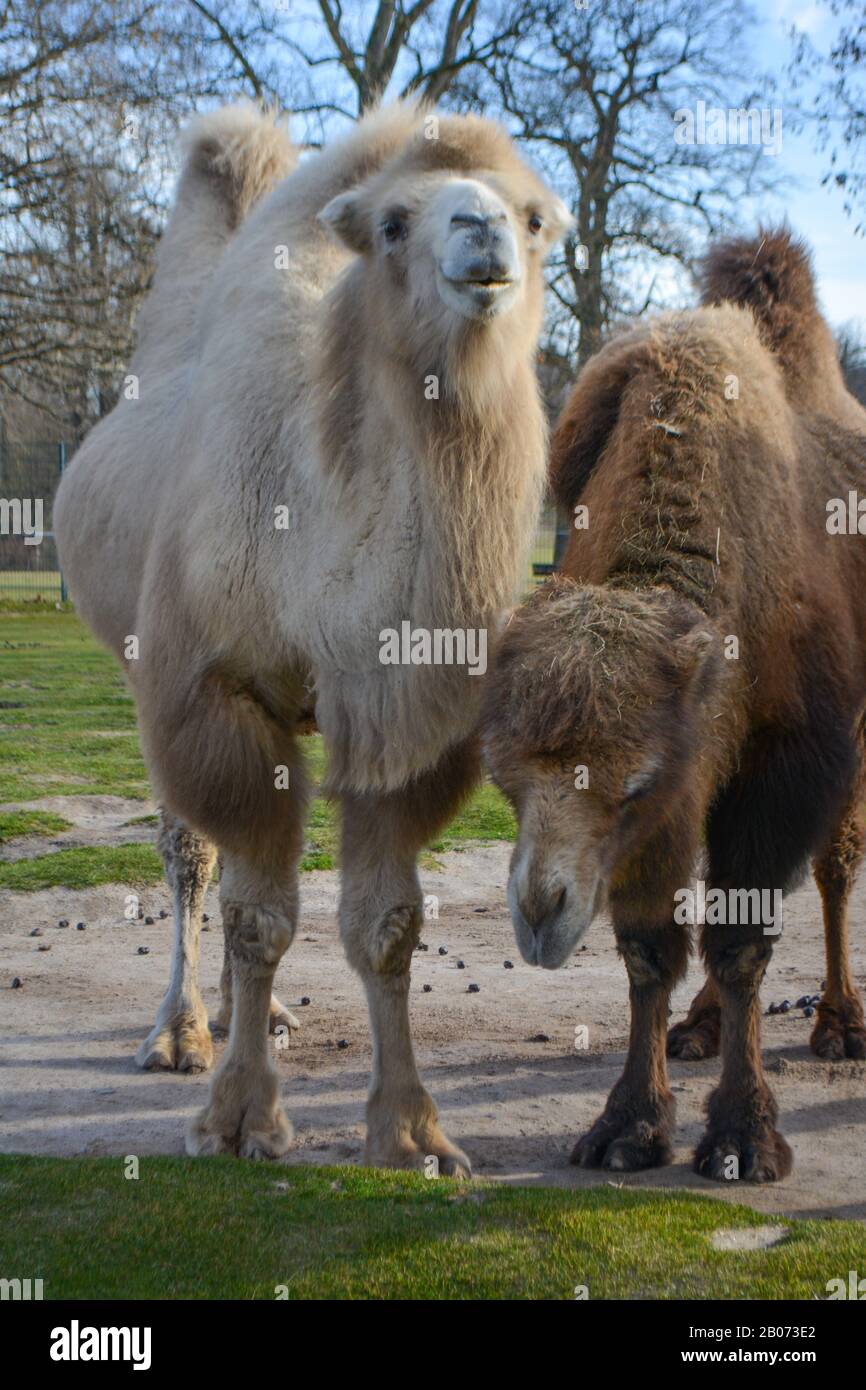 Three camels are in line. Camels at the zoo. named Wilhelma in the ...